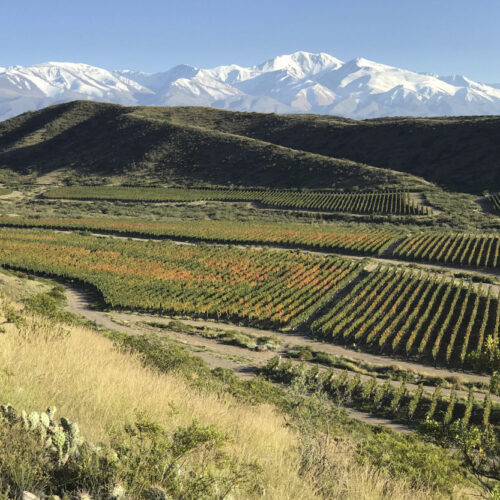 Alta Yari Gran Corte Uco Valley 2020 - Nicholas Wines