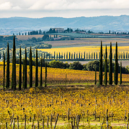 Argiano Brunello di Montalcino 2019 - Nicholas Wines