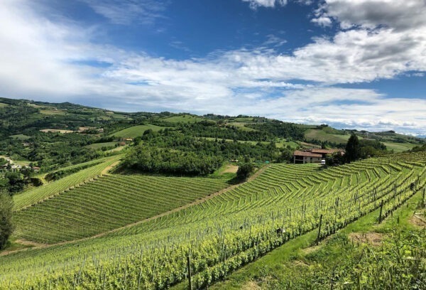 G.D. Vajra Barolo Albe 2020 - Nicholas Wines