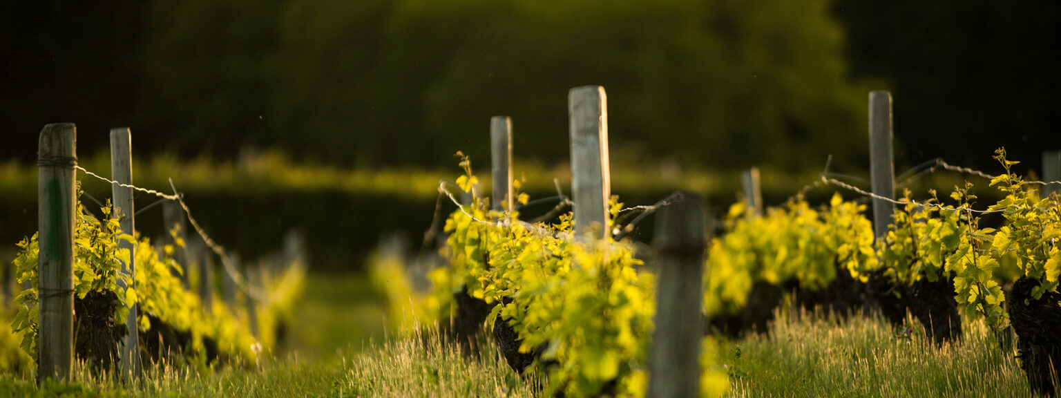 Jacques Dumont Sauvignon Blanc Loire Valley 2021 - Nicholas Wines