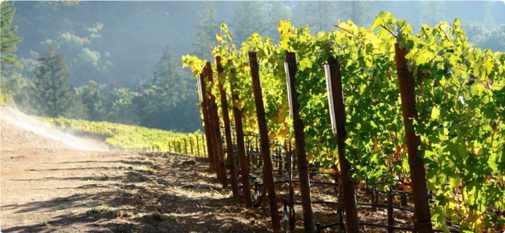 Hundred Acre Dark Ark Cabernet Sauvignon 2018 - Nicholas Wines