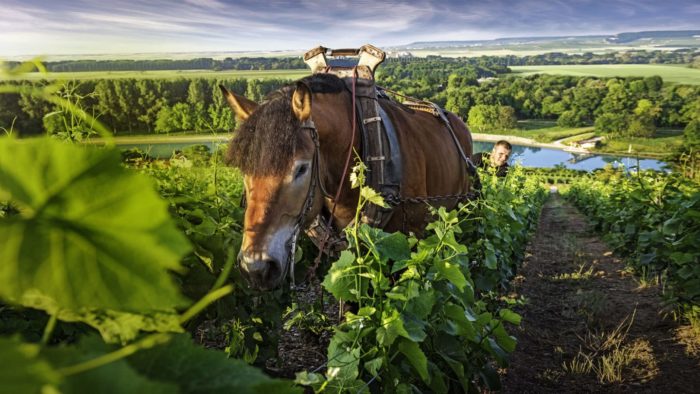 Billecart Charles le Bel "Inspiration 1818" NV - Nicholas Wines