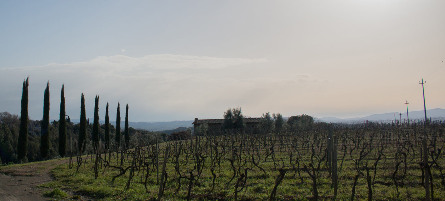 Caprili Brunello di Montalcino 2016 - Nicholas Wines