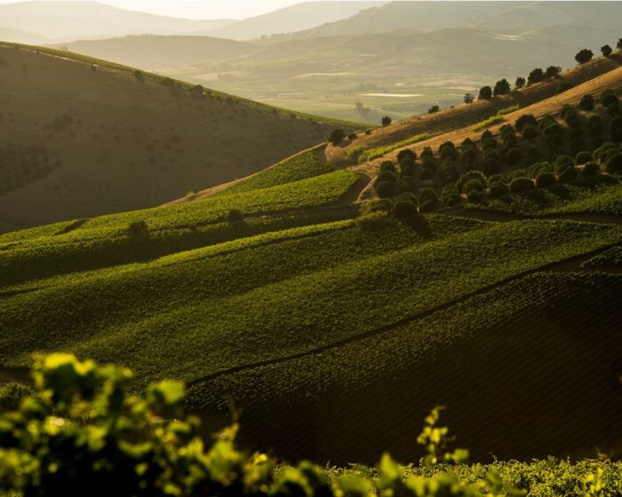 Cusumano Nero d'Avola 2020 - Nicholas Wines