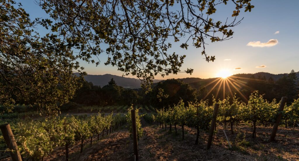 Lail J. Daniel Cuvee Cabernet Sauvignon 2019 - Nicholas Wines