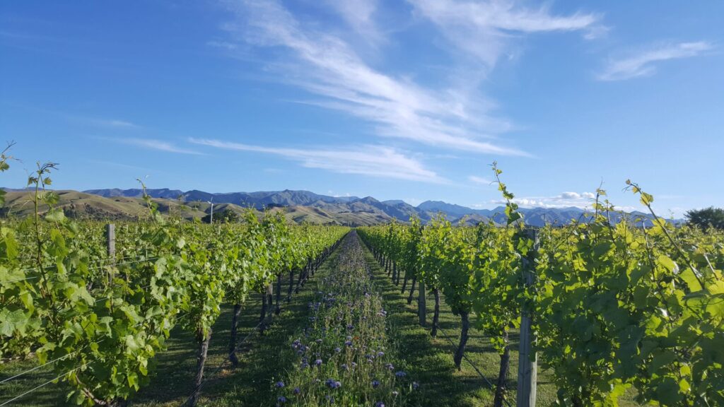 Frenzy Sauvignon Blanc Mount Richmond Estate 2023 - Nicholas Wines