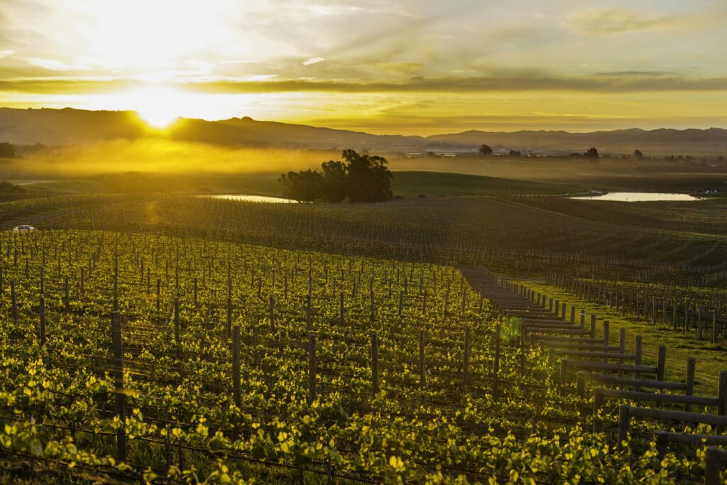 Shafer Hillside Select Cabernet Sauvignon 2019 - Nicholas Wines