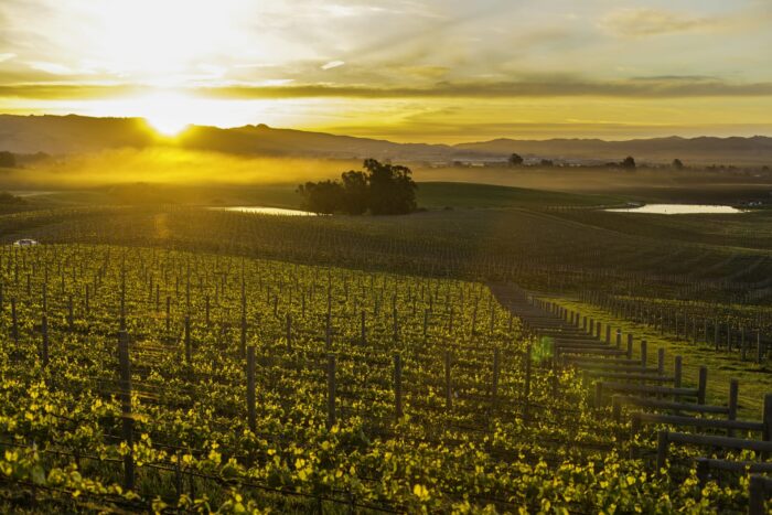 Shafer Hillside Select Cabernet Sauvignon 2021 - Nicholas Wines