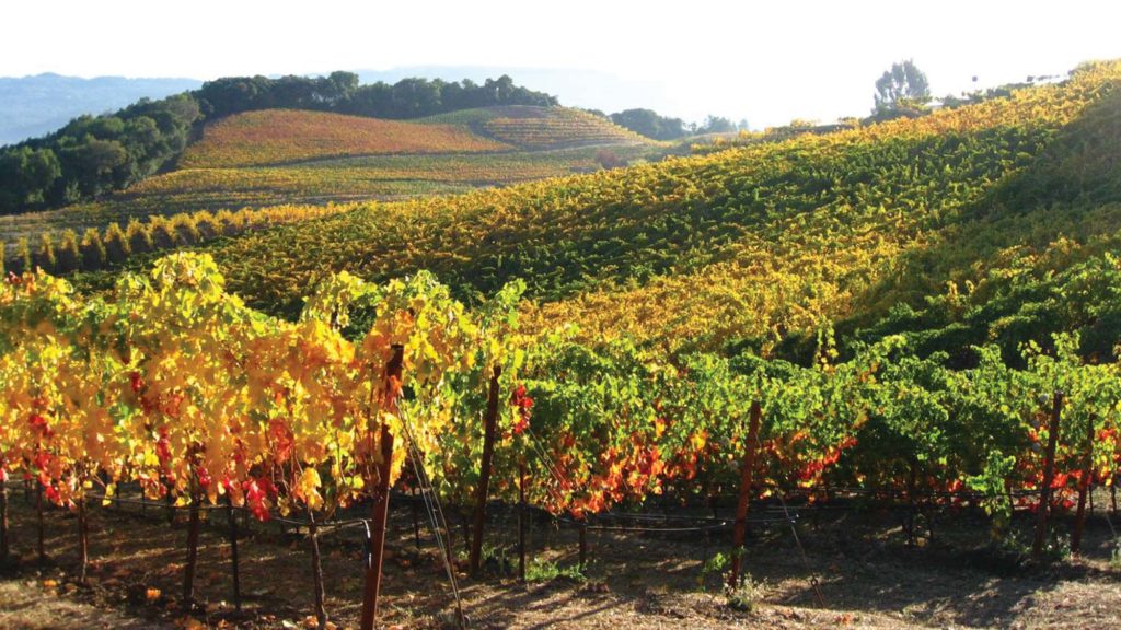 Chad Sonoma Mountain Reserve 2019 - Nicholas Wines