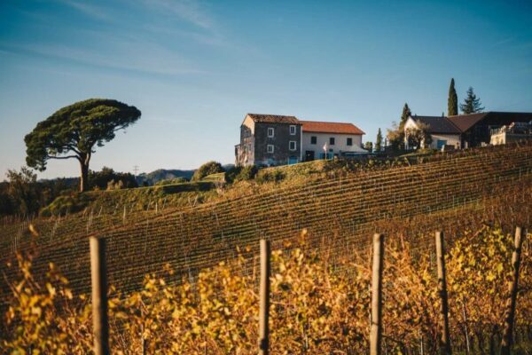 Terenzuola 'Vigne Basse' Vermentino IGT Toscana 2022 - Nicholas Wines