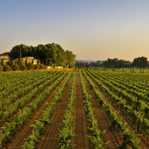 Familia Torres Gran Coronas Reserva Cabernet Sauvignon 2019 - Nicholas ...